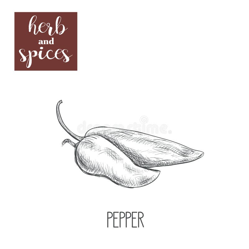 Pepper Sketch Hand Drawing. Pepper Illustrations Stock Vector ...