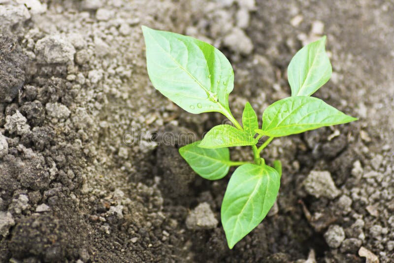 Pepper sprout stock photo. Image of agriculture, farmer - 174135600