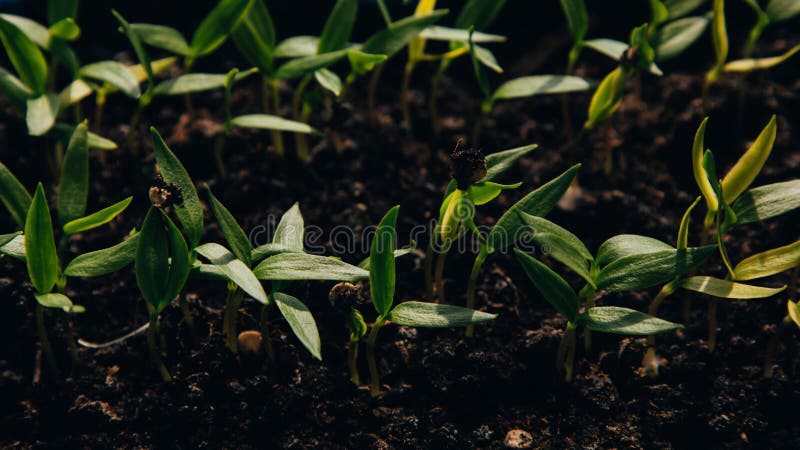 Pepper Sprouts Grown from Seed Stock Image - Image of greenhouse ...