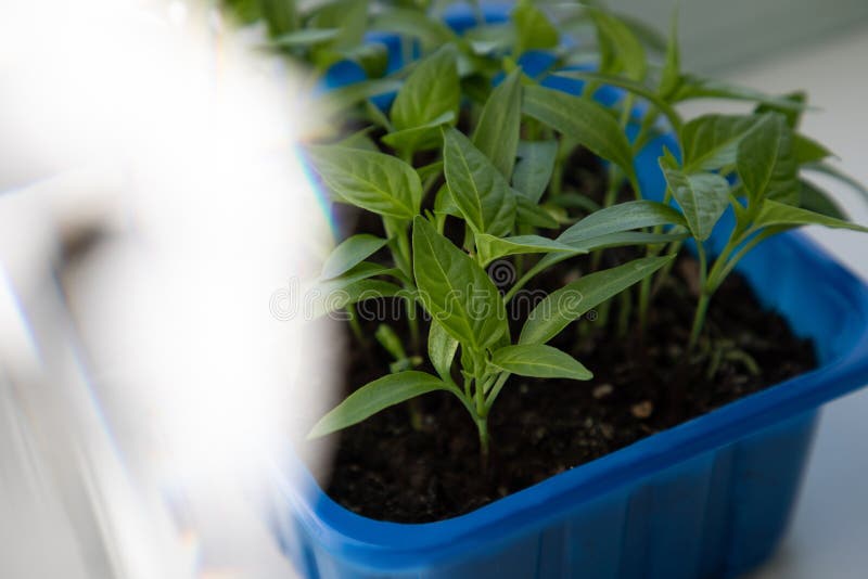 Pepper Sprouts Grown from Seed. Seedlings of Pepper on a Sunny Day ...
