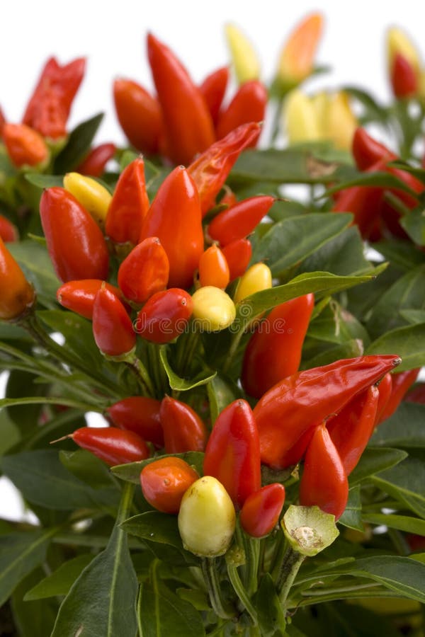 Pepper tree stock photo. Image of garden, foliage, capsicum - 5937776