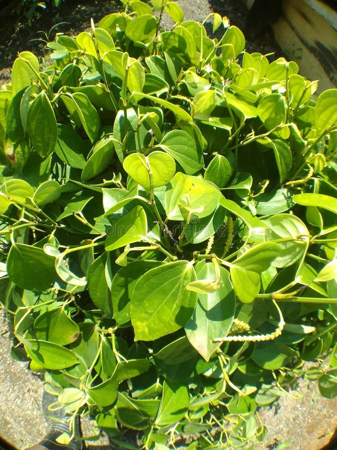 Pepper Tree,pepper is Also Called Pepper or Sahayang Stock Image ...