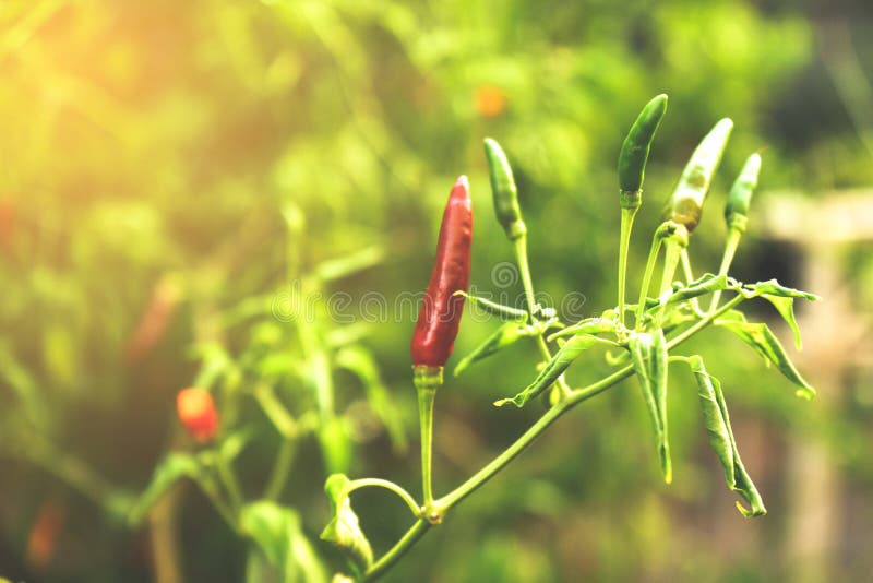 Pepper Tree Climbing on the Pole in the Field Stock Photo - Image of ...