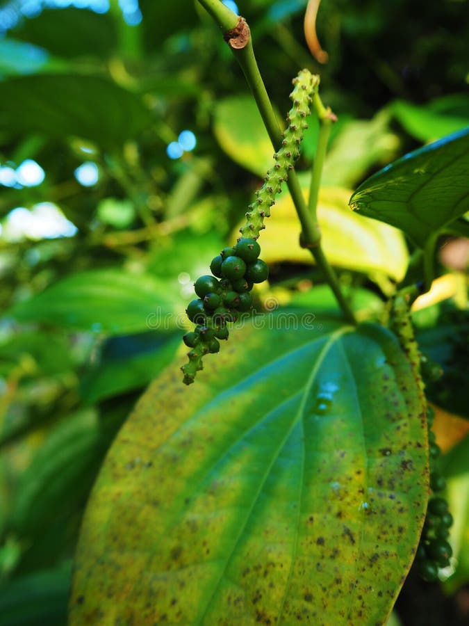 Pepper tree stock photo. Image of plants, sufficient - 80550382