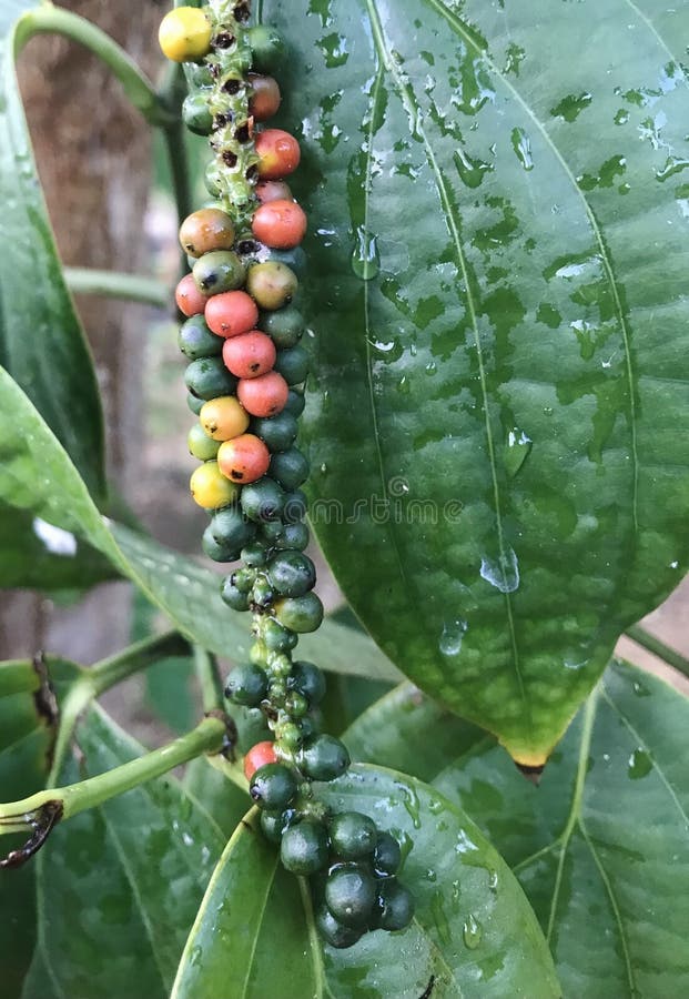 Mackes Stock Photos - Free & Royalty-Free Stock Photos from Dreamstime