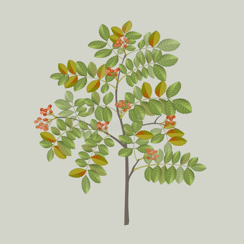 Pepper Tree Branch with Leaves and Berries Stock Vector - Illustration ...