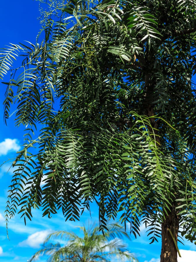 Pepper Tree, Called Pink Pepper Stock Image - Image of pepper, clear ...