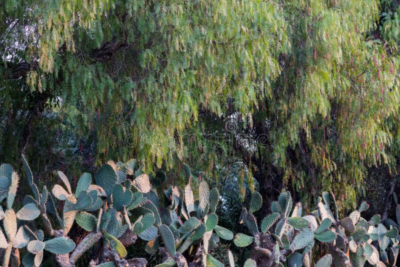 Pepper Tree Canopy Over Cactus Stock Image - Image of beach, caught ...