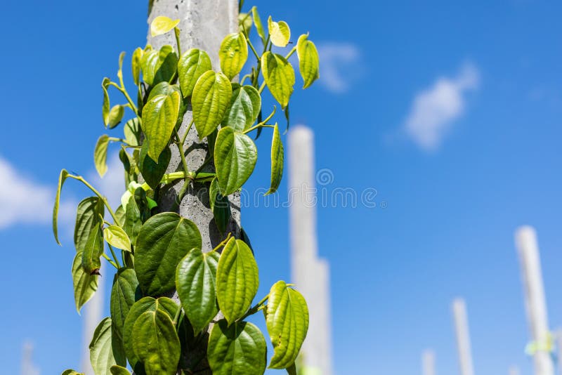 Pepper Tree Climbing on the Pole in the Field Stock Photo - Image of ...