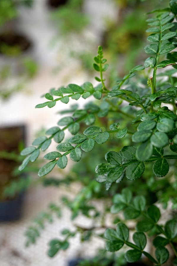 Pepper tree stock image. Image of leavs, foliage, peppertree - 110442897