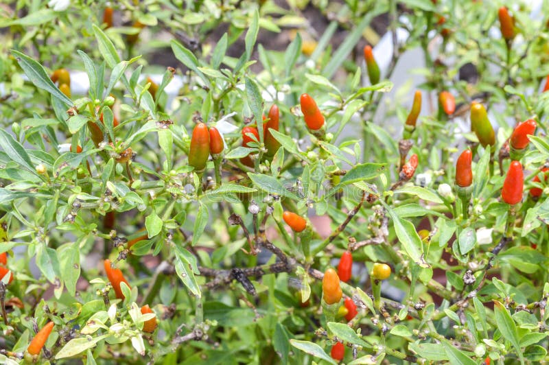 Pepper tree stock photo. Image of leaves, tree, chili - 47945100