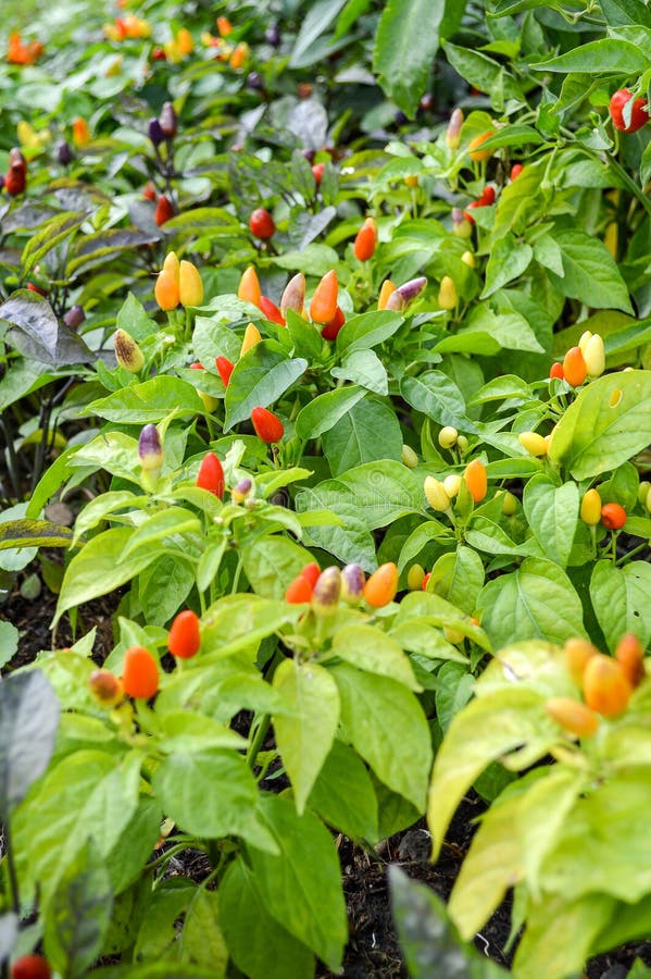 Pepper tree stock photo. Image of tree, spicy, garden - 47792238
