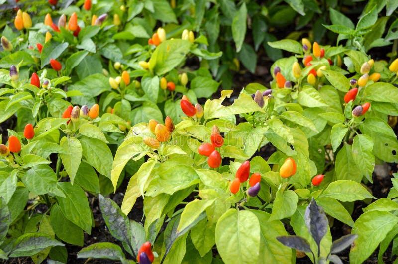 Pepper tree stock image. Image of agriculture, herb, spica - 47856359