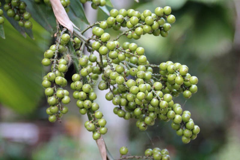 Pepper Tree in a Garden at the Bolaven Plateau (laos) Stock Image ...