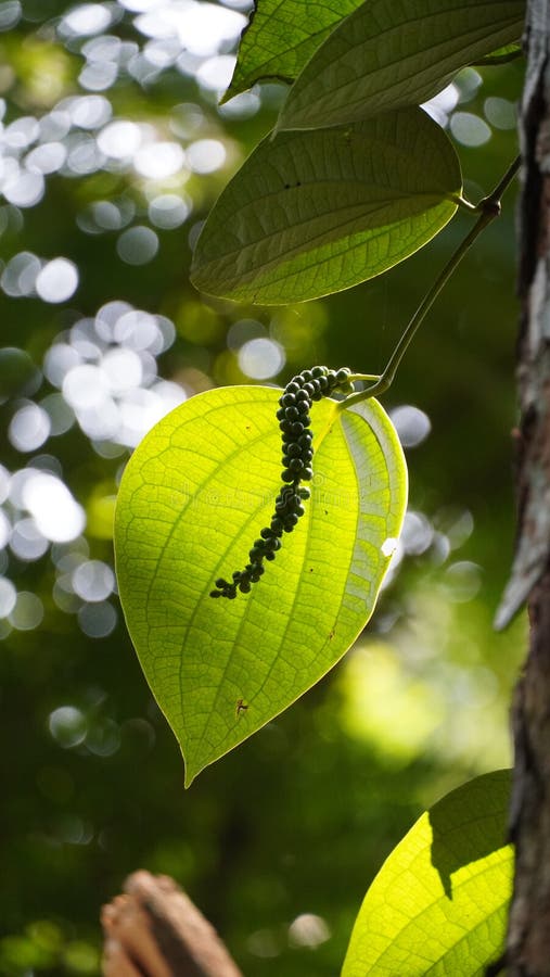 Pepper Tree Garden in Goa Tropical Garden Botanical Plantation, Spice ...
