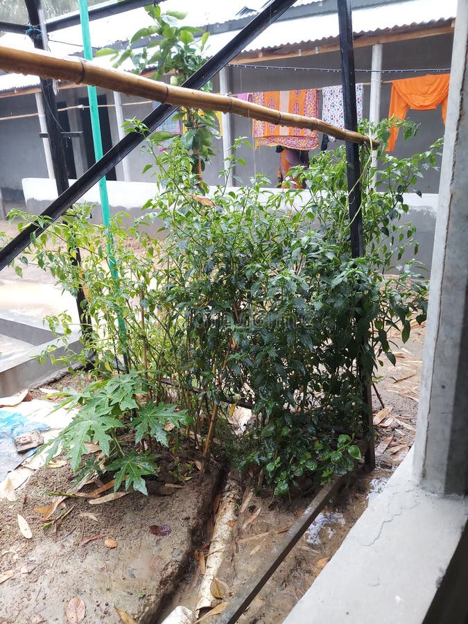 Pepper tree stock image. Image of pepper, peppertree - 148790337