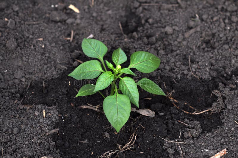 Pepper tree stock photo. Image of strong, pepper, nature - 30971000