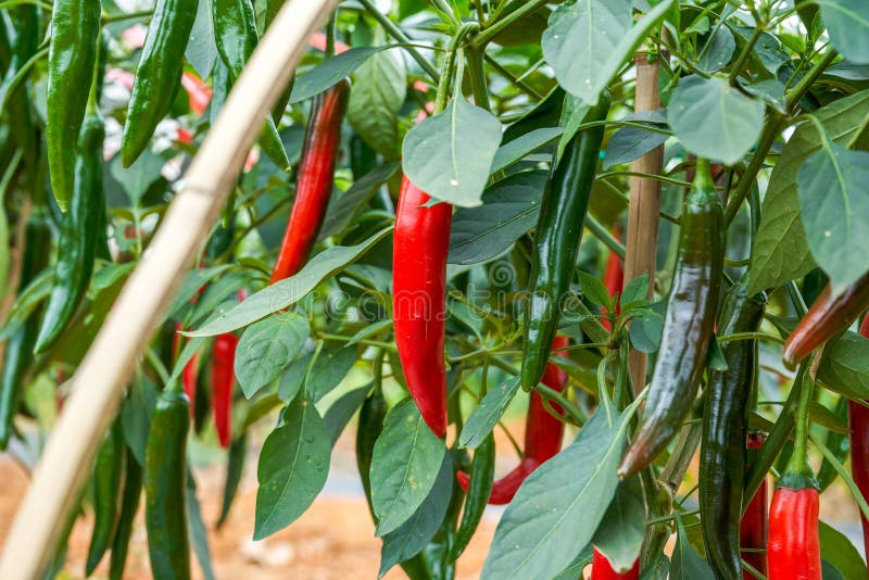 The Pepper Trees on the Farm are Full of Chili Pepper Fruits, Red ...