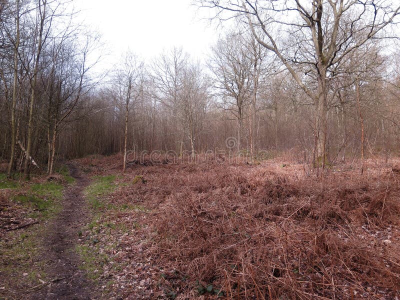 Pepper Wood res stock photo. Image of pepper, leaves - 150262592