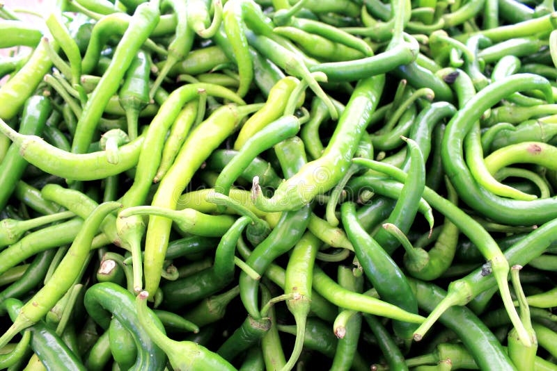 Pepper young big crop stock image. Image of summer, vegetable - 91059015