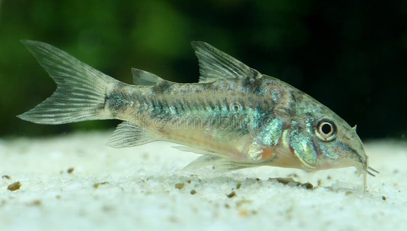 Peppered Armored Catfish Stock Photos - Free & Royalty-Free Stock ...