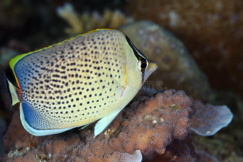 Peppered Butterfly-fish, Maldives Stock Image - Image of maldives ...