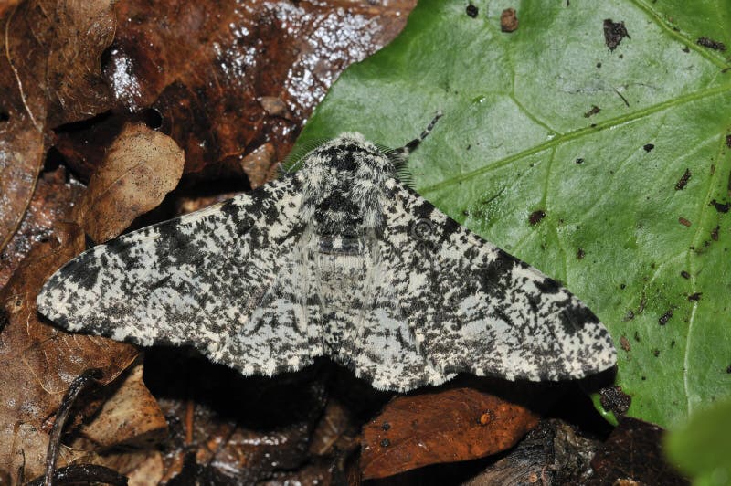Peppered Moth stock image. Image of wildlife, summer - 16388375