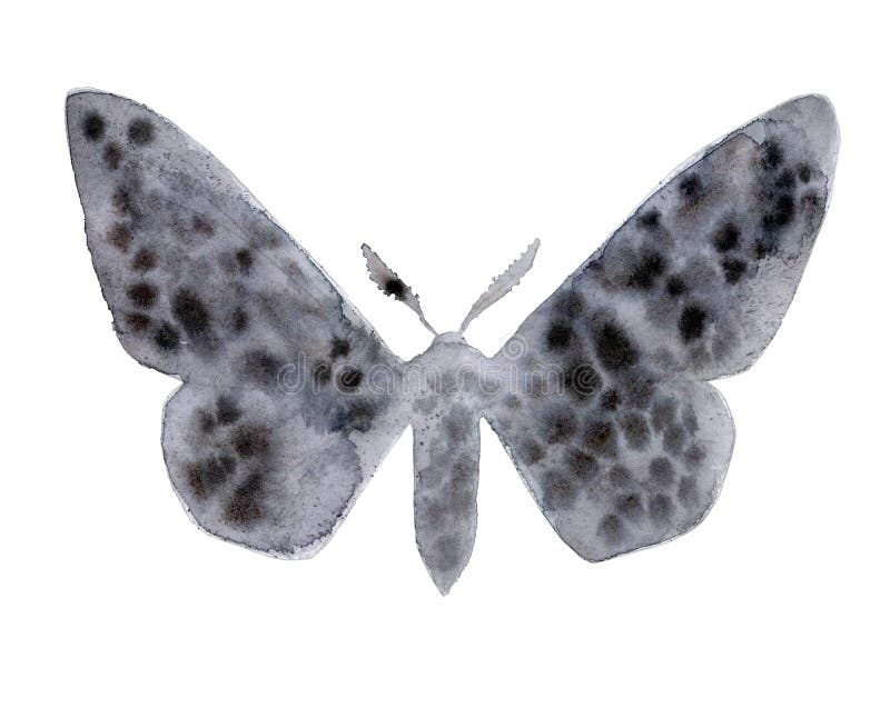 Peppered Moth Stock Illustrations – 19 Peppered Moth Stock ...