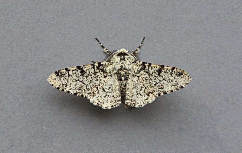 Peppered Moth stock image. Image of peppered, wing, camouflage - 252703563
