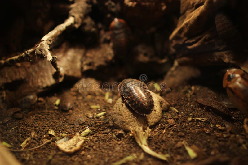 The peppered roach at zoo stock image. Image of carriers - 95705397