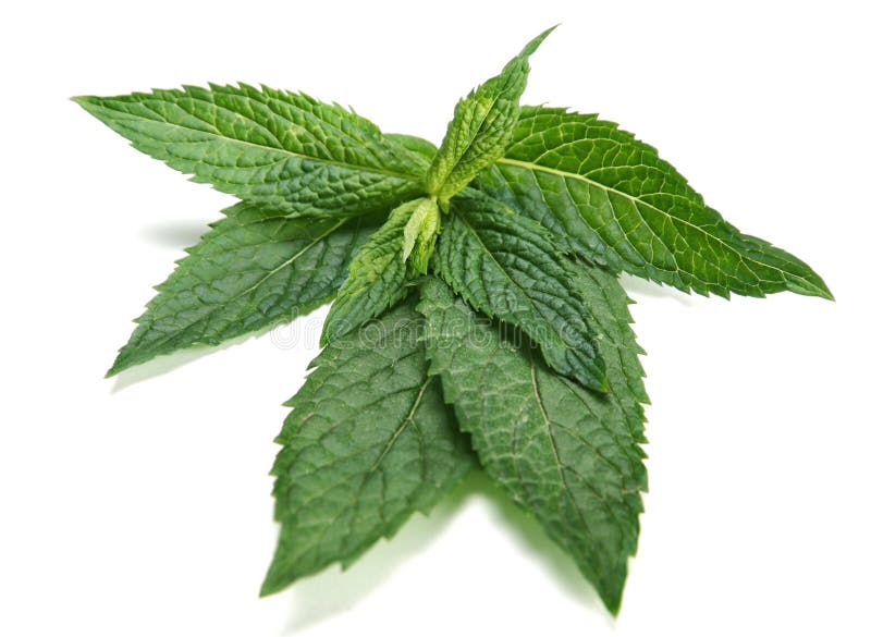 Peppermint stock image. Image of peppermint, white, herb - 10800187