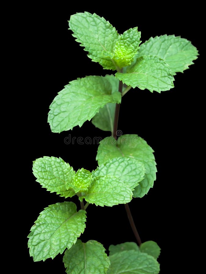 Sprig of Mint stock photo. Image of spice, background, scent - 65594