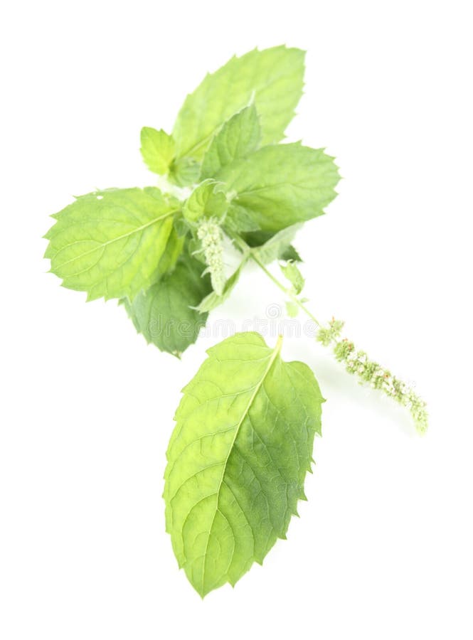 Peppermint stock photo. Image of organic, color, ingredient - 15701764