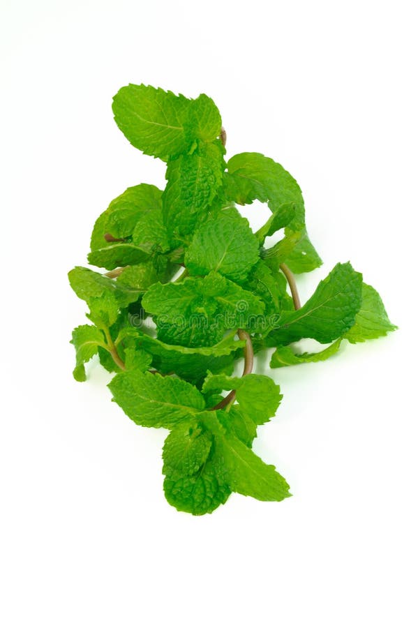 Peppermint stock photo. Image of herbal, freshness, food - 16578298