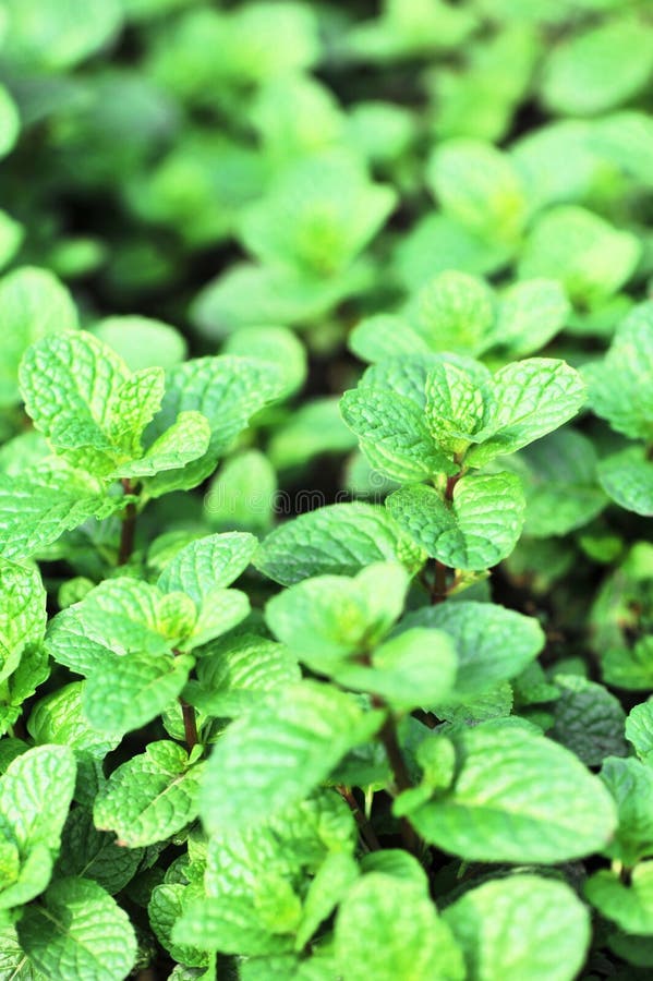Peppermint plants stock image. Image of field, branches - 22503315