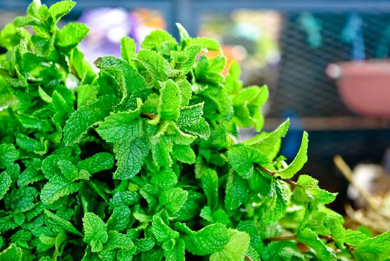 Peppermint stock image. Image of culinary, herb, market - 23007635