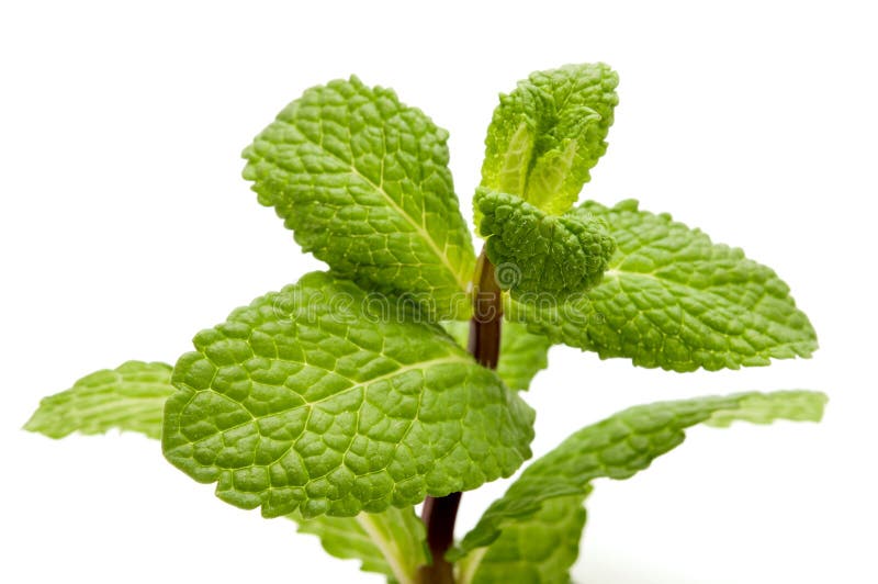 Peppermint stock image. Image of mentha, piperita, peppermint - 23531497