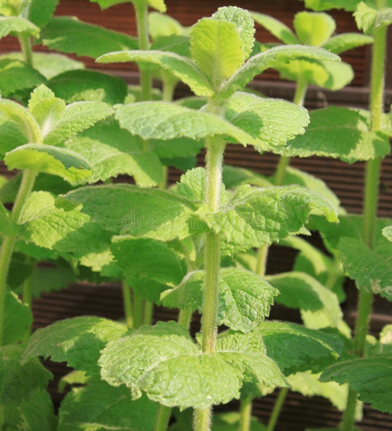 Peppermint stock photo. Image of medicine, freshness - 24911886
