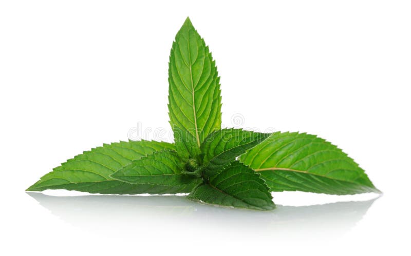 Peppermint stock image. Image of mint, isolated, peppermint - 25657149