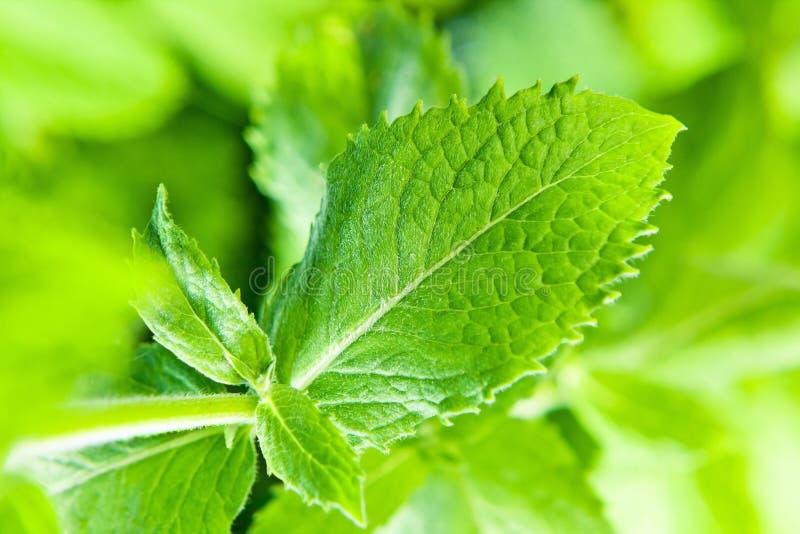 Peppermint stock photo. Image of peppermint, flavor, summer - 25849830