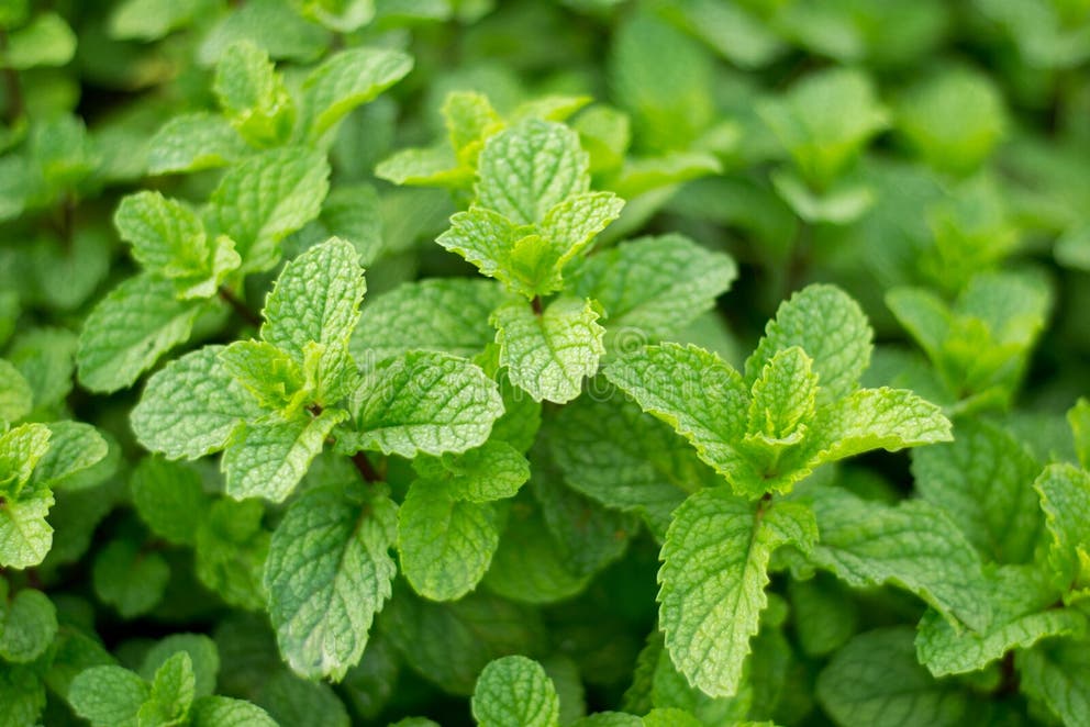 Peppermint stock photo. Image of environment, nature - 29214784