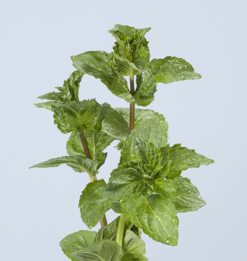 Peppermint stock photo. Image of flavorful, flavoring - 3353512