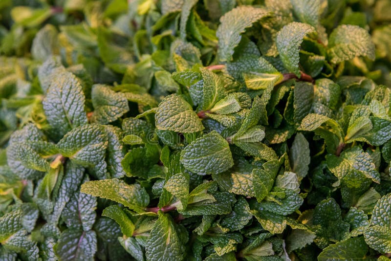 Peppermint, an Aromatic Perennial Herb Stock Image - Image of healthy ...