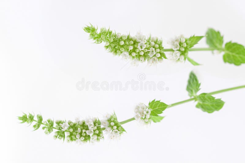 Peppermint Blooming Flower Two Branches with Little White Buds and ...
