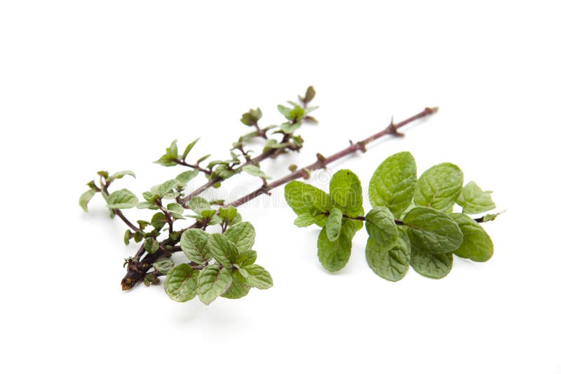 Peppermint branch stock image. Image of mint, background - 32048599