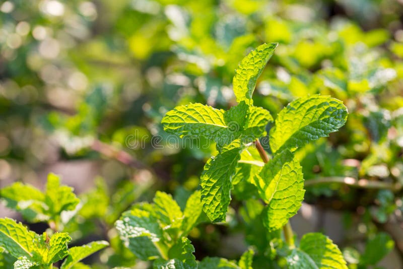Peppermint. a Bunch of Green Mint,fresh Green Leaves in the Backyard ...