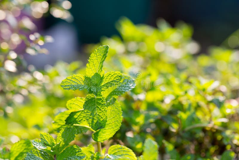 Peppermint. a Bunch of Green Mint,fresh Green Leaves in the Backyard ...