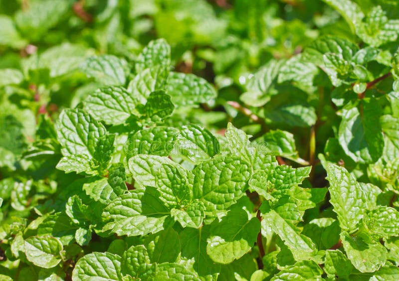 Peppermint Bush stock photo. Image of peppermint, herb - 23818120