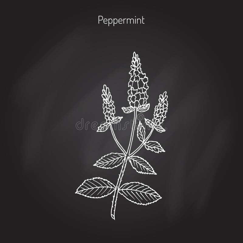 Peppermint culinary herb stock vector. Illustration of creative - 89737542