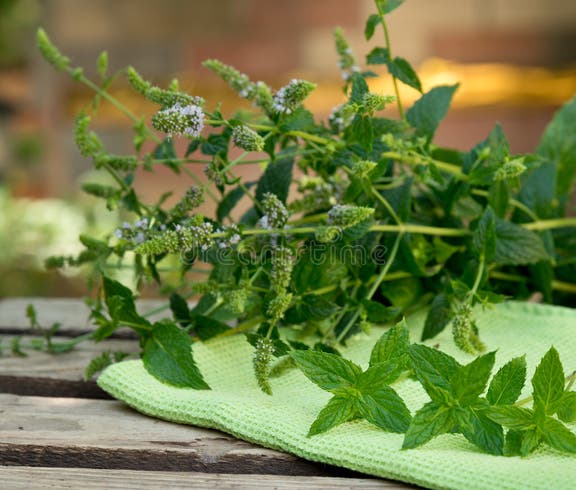 Peppermint stock image. Image of beam, herbal, sunbeam - 32890225